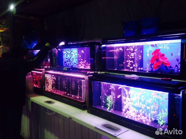 Аквариум- ширма,переноска