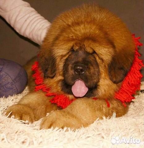 Тибетский мастиф