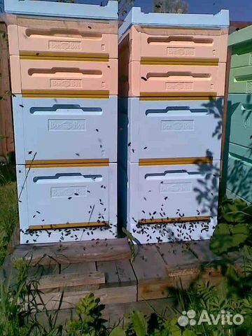 Семьи пчел (карника)