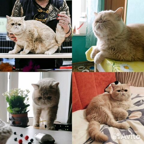 Вязка с экзотическим клубным котом