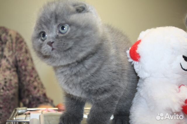 Моё плюшевое счастье ждёт