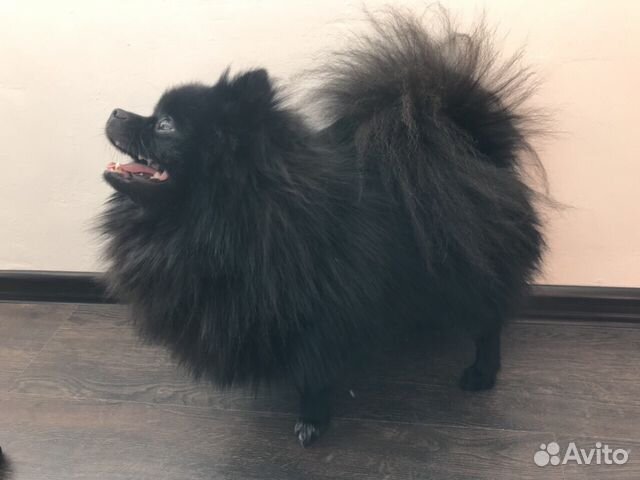 Шпиц Померанский Вязка