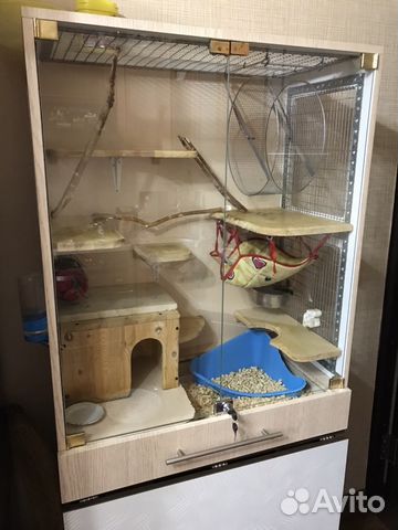 Шиншилла (чёрный бархат, девочка)