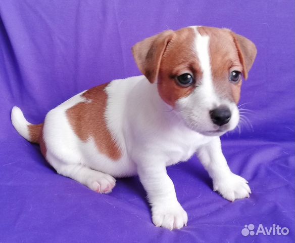 Мальчики Джек Рассел терьеа