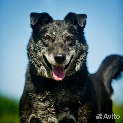 Берда в добрые руки