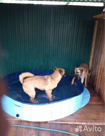 Чудесные рыжики в добрые руки