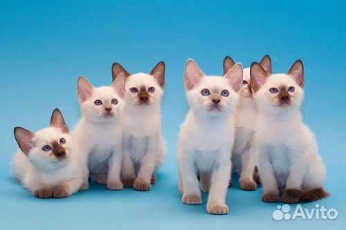 Тайские котята
