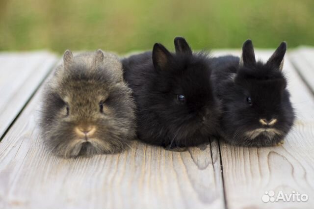 Самые миниатюрные львиноголовые крольчата Миноры
