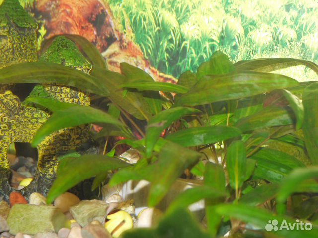Растения для аквариума- криптокорина