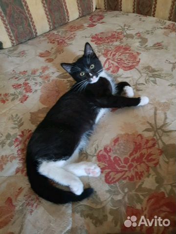 Котенок мальчик черно-белый 3,5мес,привит,домашни