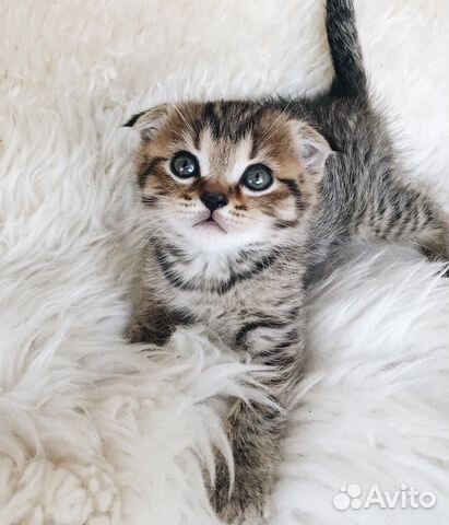 Британский вислоухий шустрый котёнок мальчик