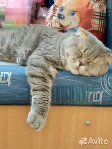 Вязка с вислоухим котом Белисом