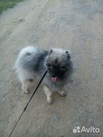 Кобель на вязку Вольфшпиц (Кеесхонд)