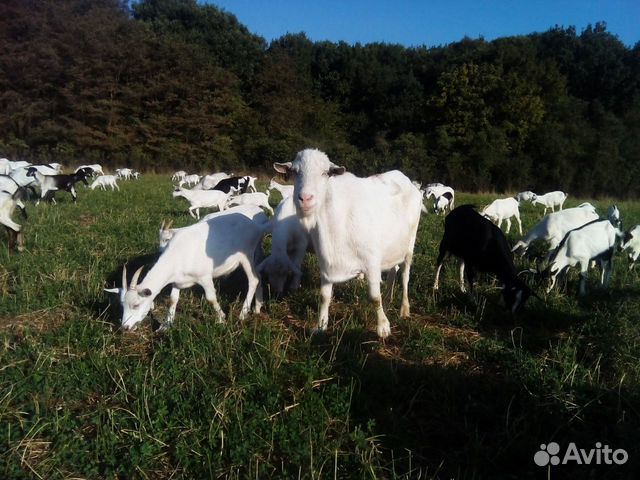 Продаются козлы и козы на племя