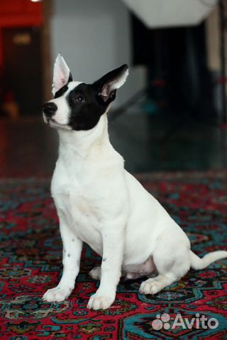 Метис Боня ищет свою семью