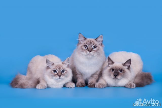 Питомник предлагает подрощенных котят