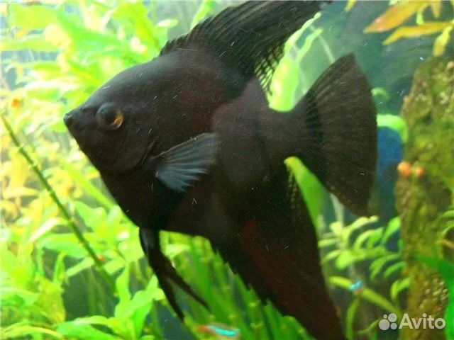 Скалярия Чёрный дьявол