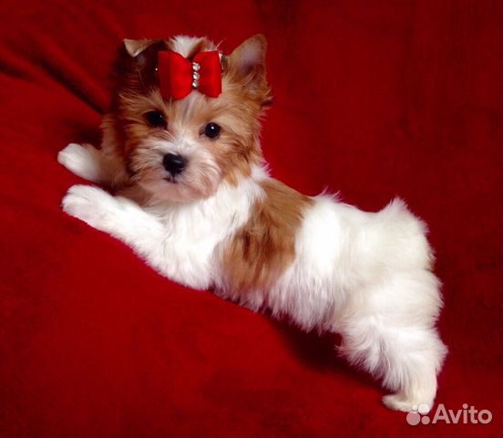 Мини парень йорка