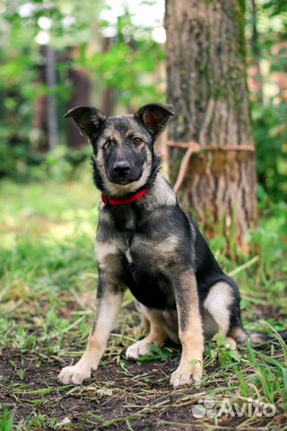 Пиратка Юки ищет дом