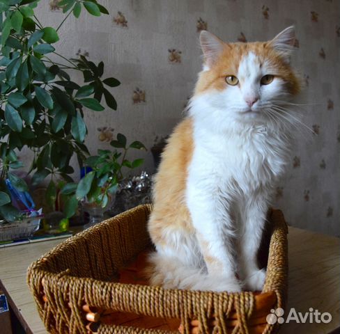 Палтус-кот