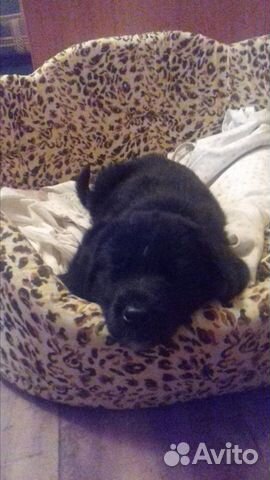 Бони,Рексик и Мишелька