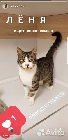 Деловой Леонид ищет дом