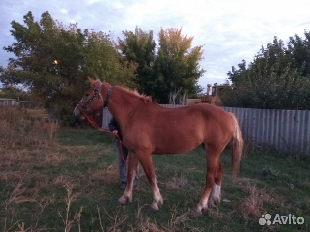 Продаётся лошадь