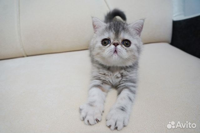 Мраморная экзотка