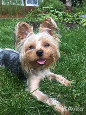 Продам йоркширских щенков