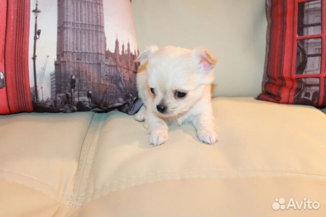 Породные чишки