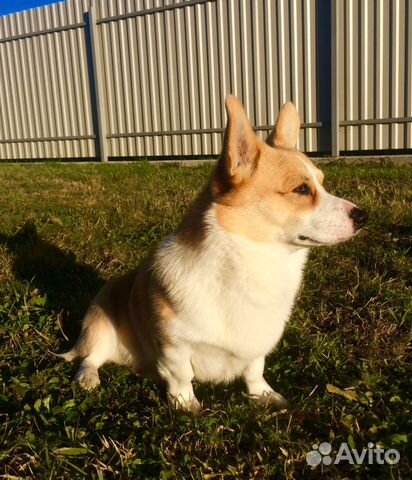 Вязка Вельш Корги Пемброк