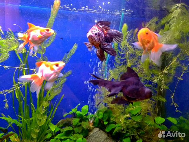 Золотые рыбки