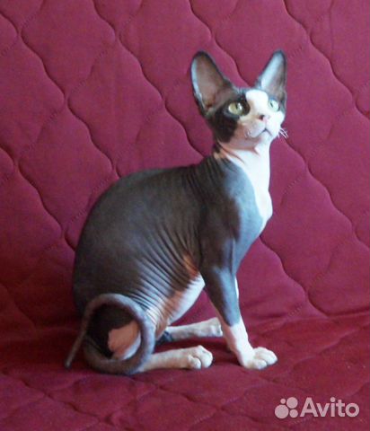 Кошечка канадского сфинкса
