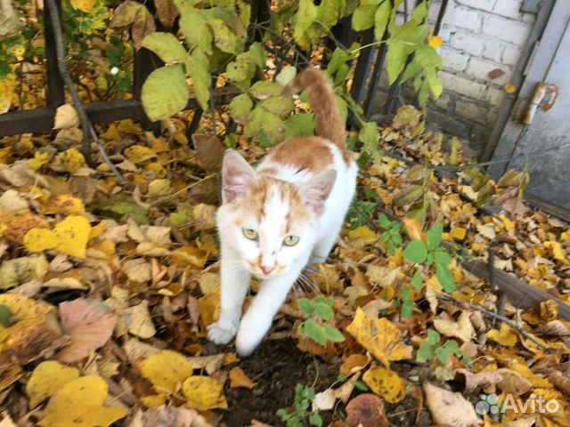 Вы можете помочь спасти жизнь рыжему котенку