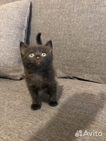 Отдам котят в добрые руки