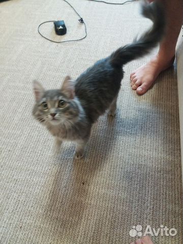 Котик