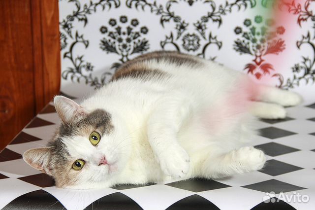 Кошка Шерри в добрые руки