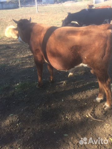 Бычки корова дойная