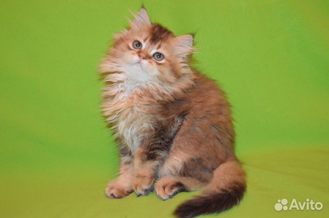 Британская шиншилла в пушистой шубке(котик)