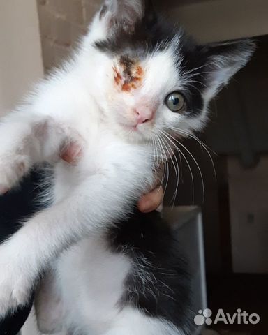 Котенок по имени Кутузов В добрые руке