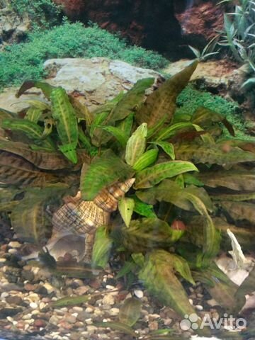 Аквариумное растение