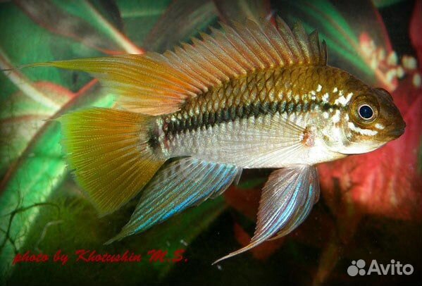 Апистограммы/Apistogrammas