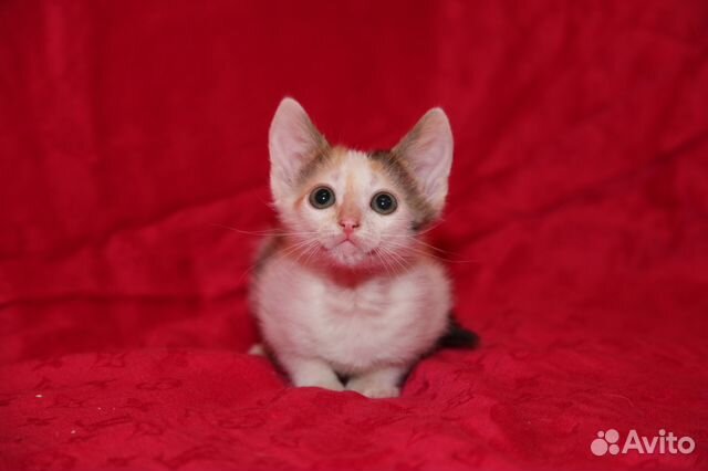 Кнопа котенок