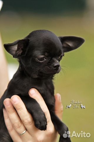 Чихуахуа маленький чёрный бриллиант