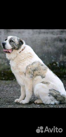 Среднеазиатская овчарка