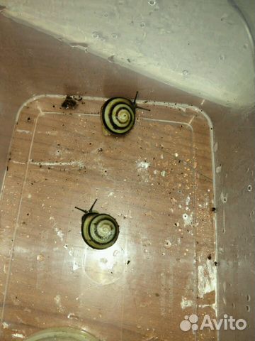 Улитки караколусы и ахатины