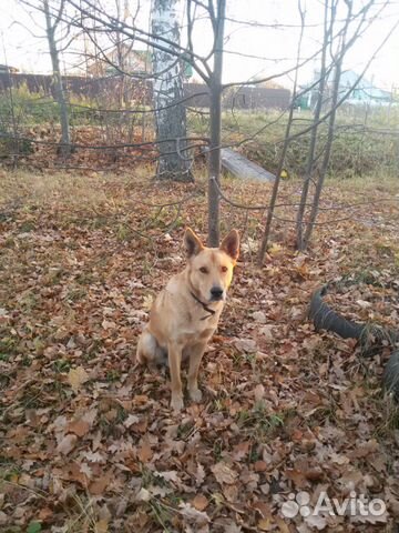 Отдам собаку в надежные руки