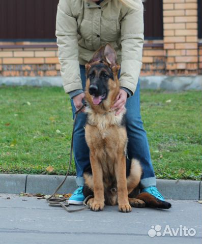 Подрощенные щенки немецкой очарки