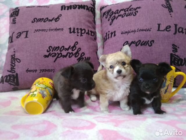 Чишки ребятишки