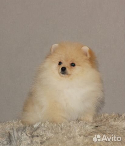 Кремовые шпице- братики